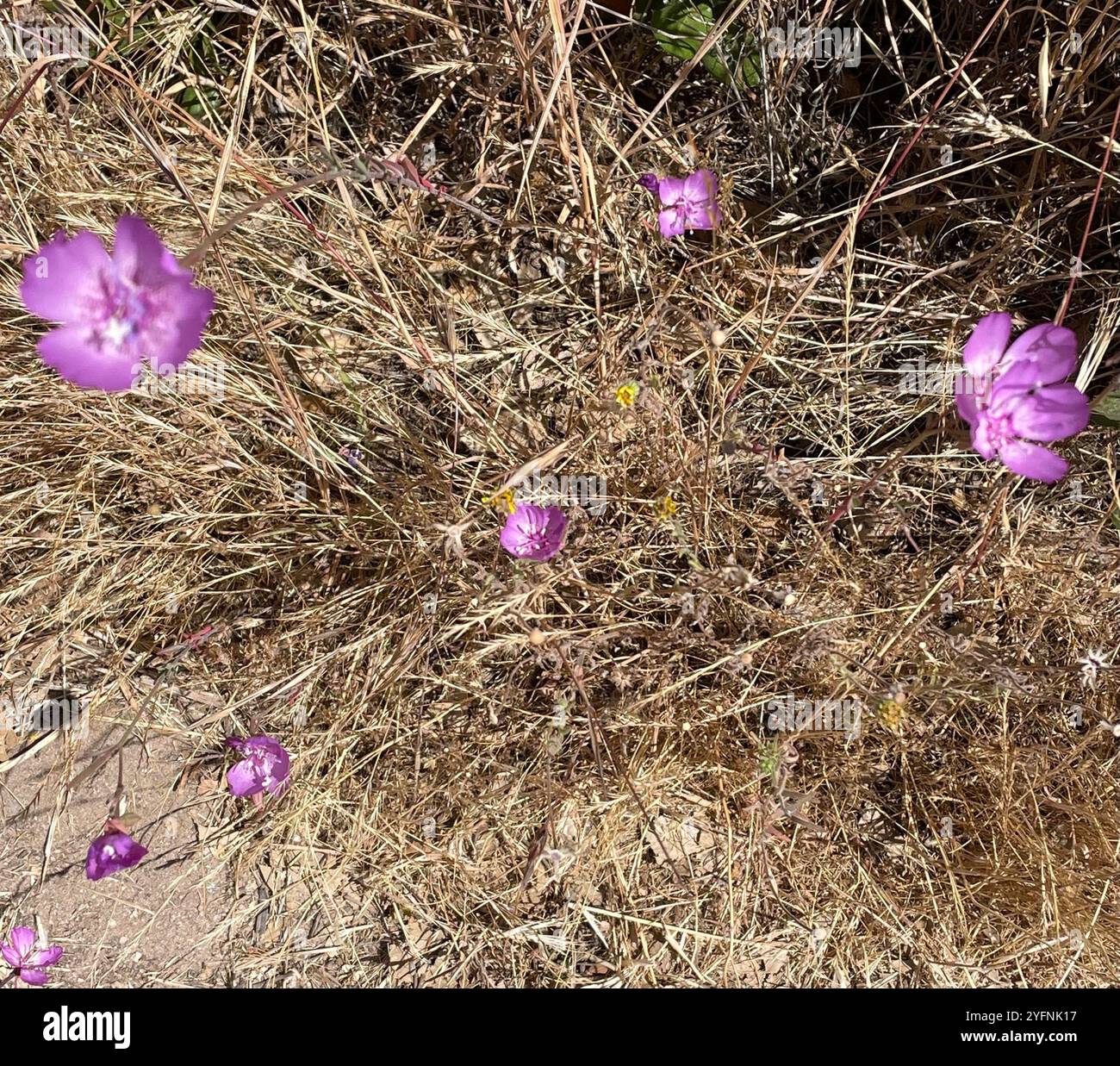 Lewis' Clarkia (Clarkia lewisii Stock Photo - Alamy