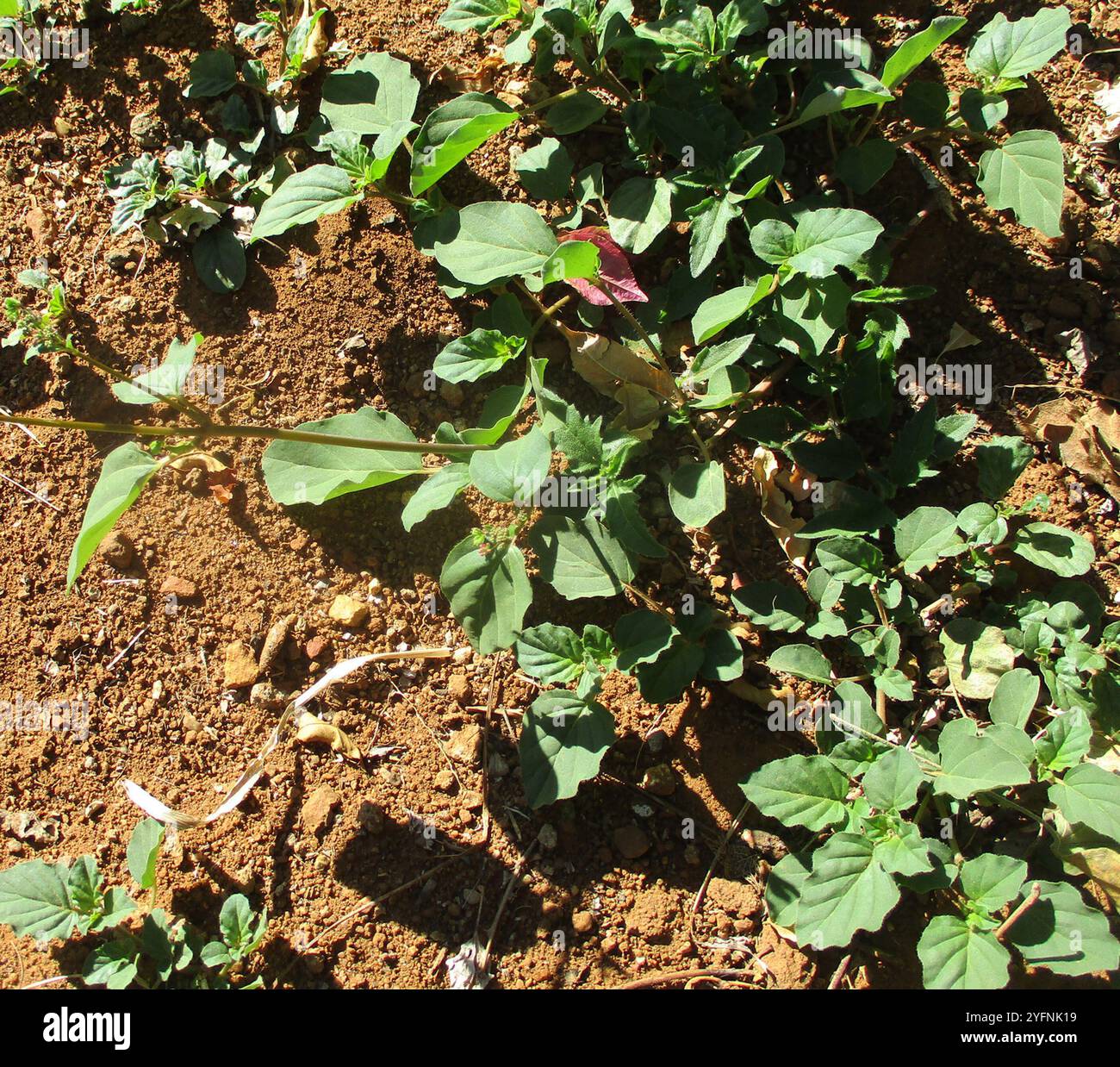 scarlet spiderling (Boerhavia coccinea Stock Photo - Alamy