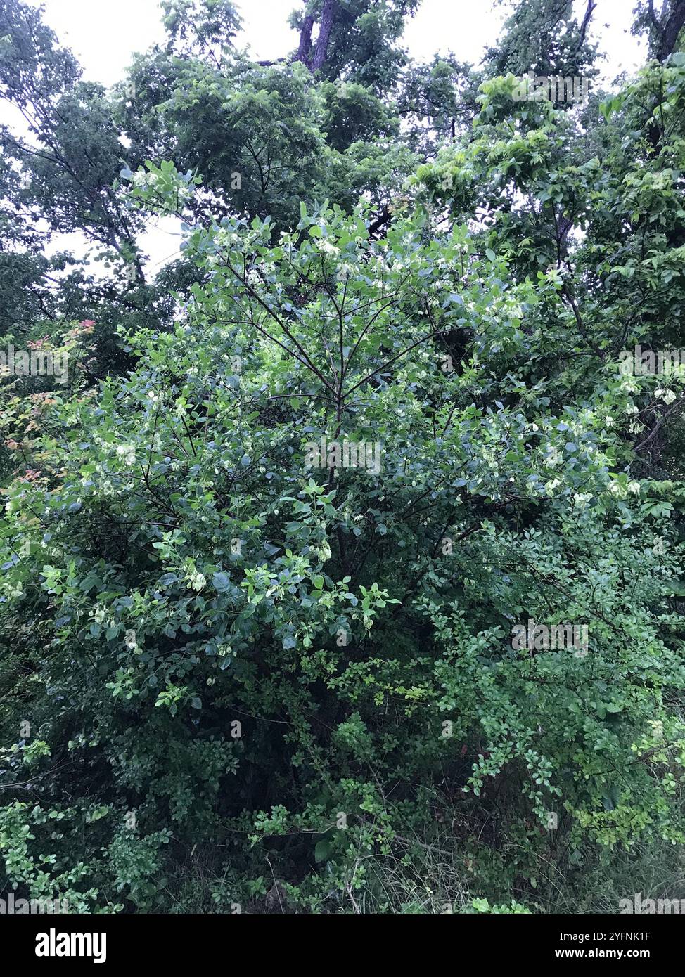 common hoptree (Ptelea trifoliata Stock Photo - Alamy