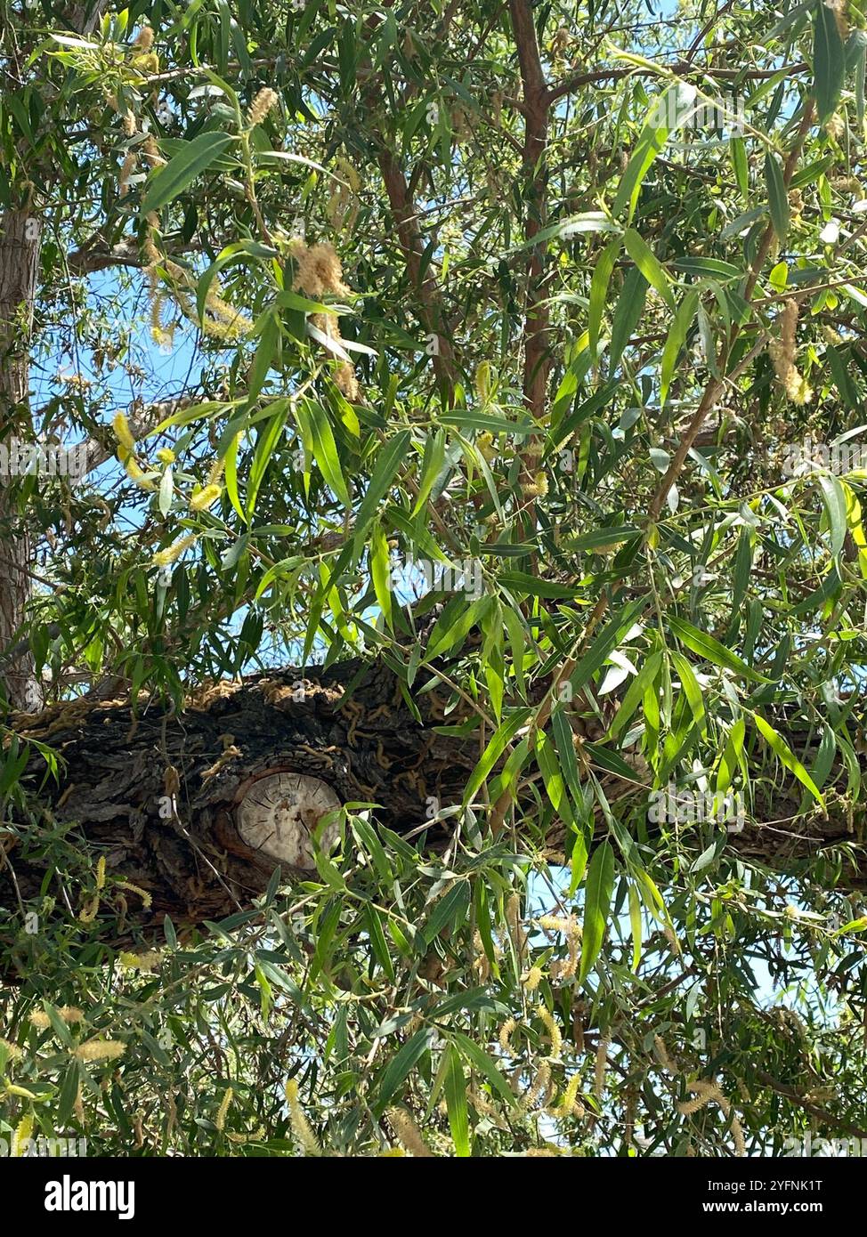 Goodding's willow (Salix gooddingii Stock Photo - Alamy