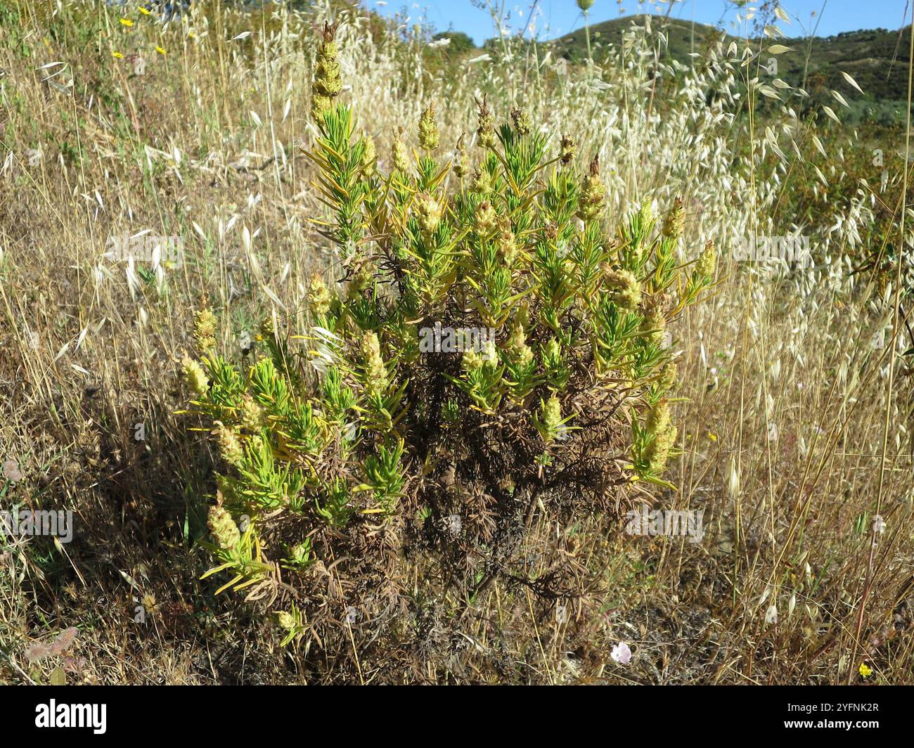 Lavandula viridis hi-res stock photography and images - Alamy