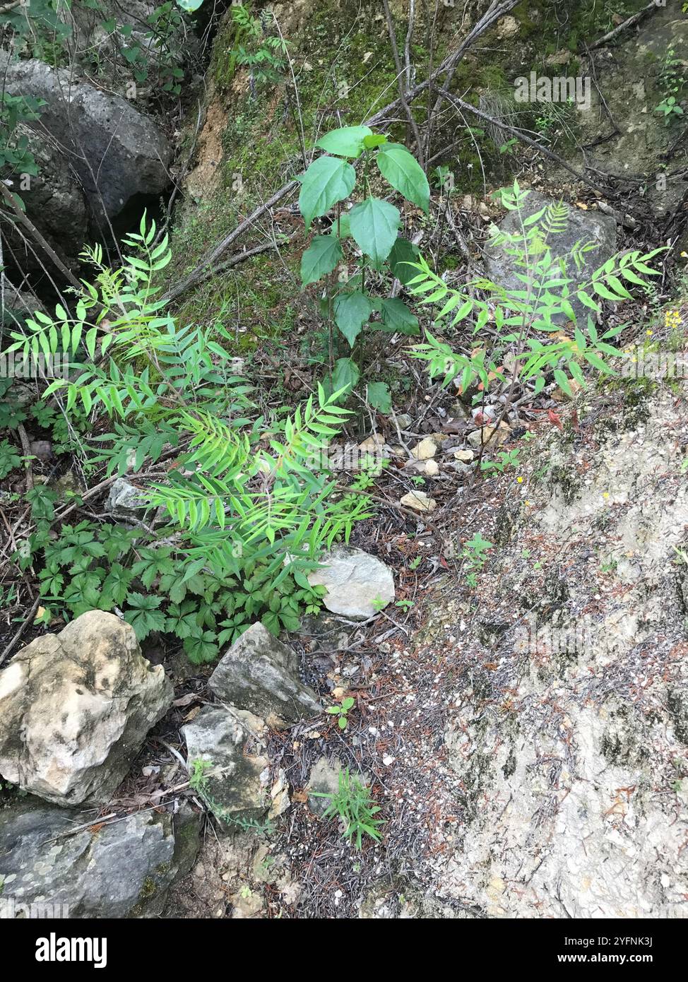 Prairie flameleaf sumac (Rhus lanceolata Stock Photo - Alamy