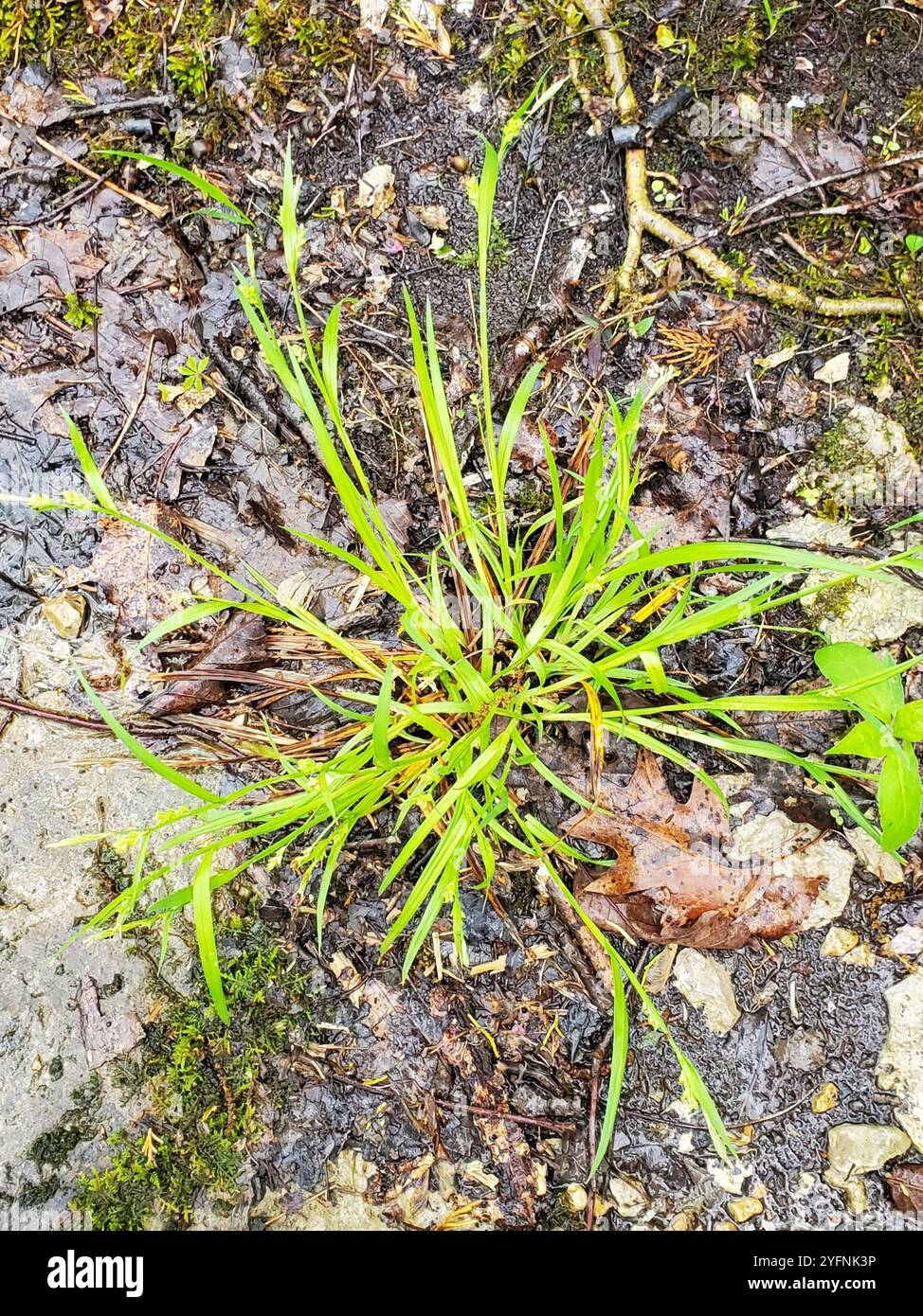 Carex sect. Paniceae (Paniceae Stock Photo - Alamy