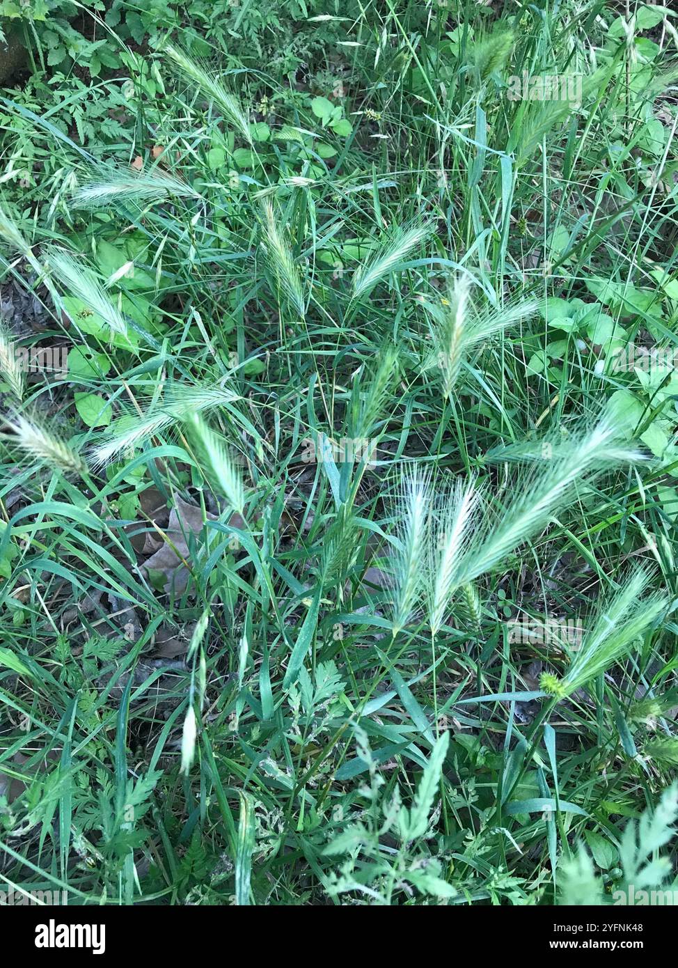wall barley (Hordeum murinum Stock Photo - Alamy