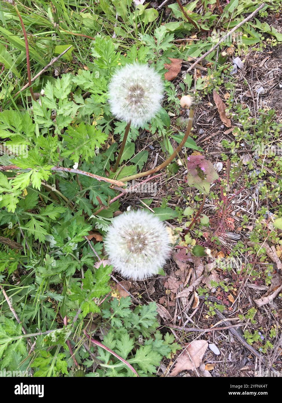 common dandelion (Taraxacum officinale Stock Photo - Alamy