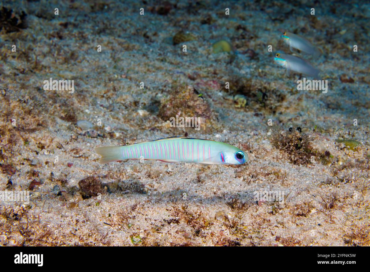 Mariana islands indonesia hi-res stock photography and images - Alamy
