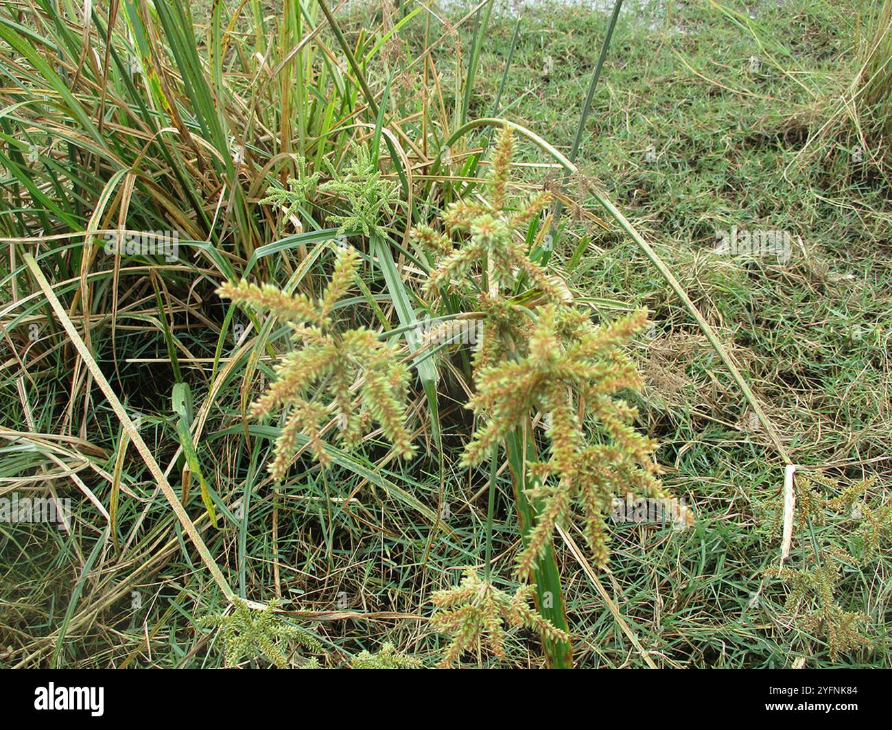 foxtail flatsedge (Cyperus alopecuroides Stock Photo - Alamy