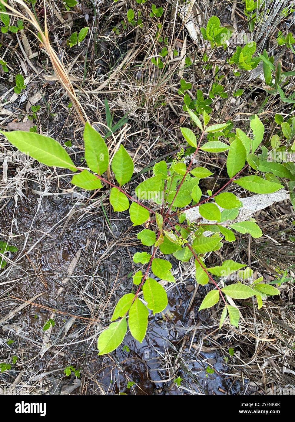 poison sumac (Toxicodendron vernix Stock Photo - Alamy