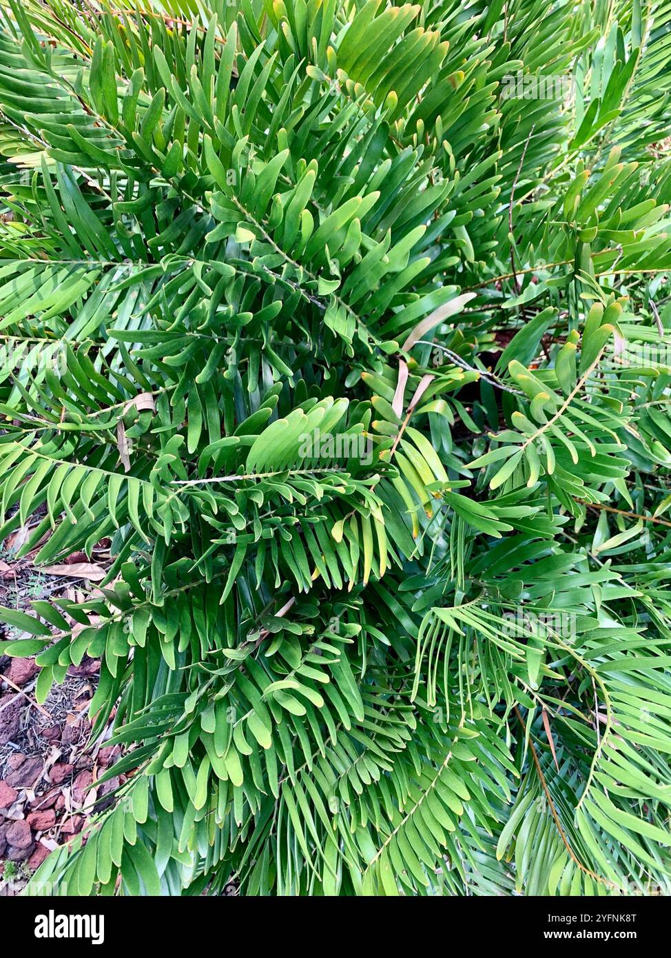Coontie hi-res stock photography and images - Alamy