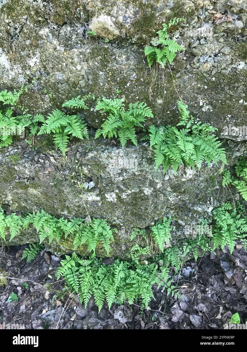 fragile ferns (Cystopteris Stock Photo - Alamy