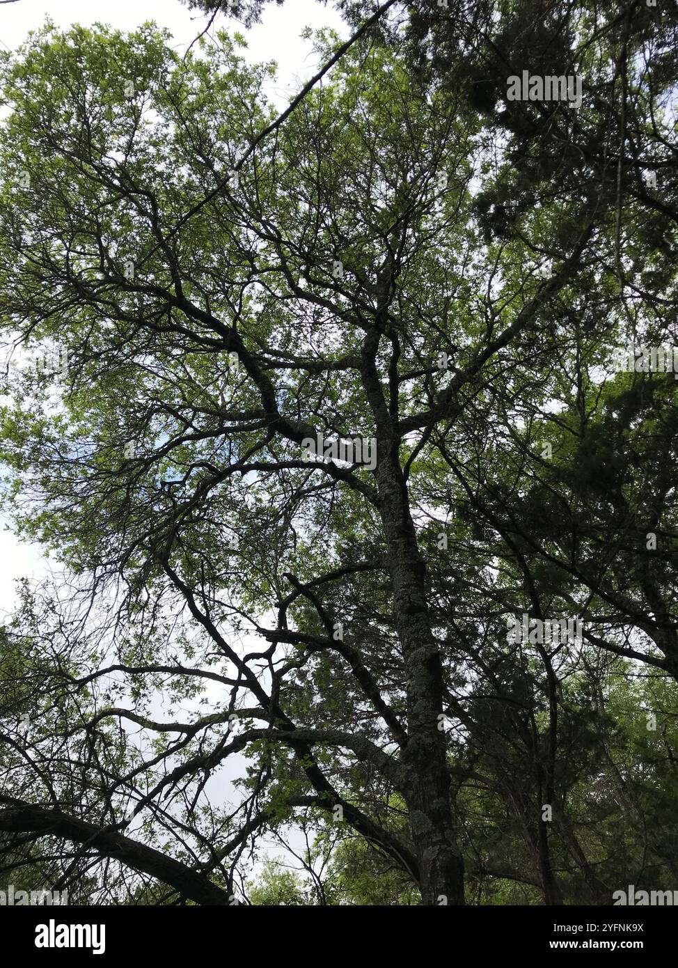 Buckley's oak (Quercus buckleyi Stock Photo - Alamy