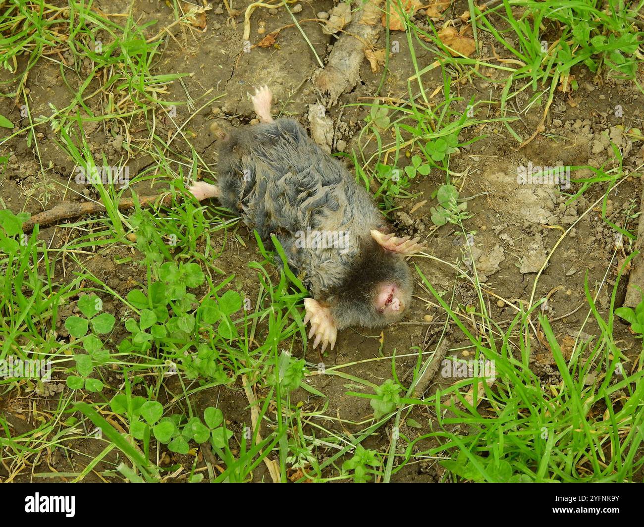 Eastern Mole (Scalopus aquaticus Stock Photo - Alamy