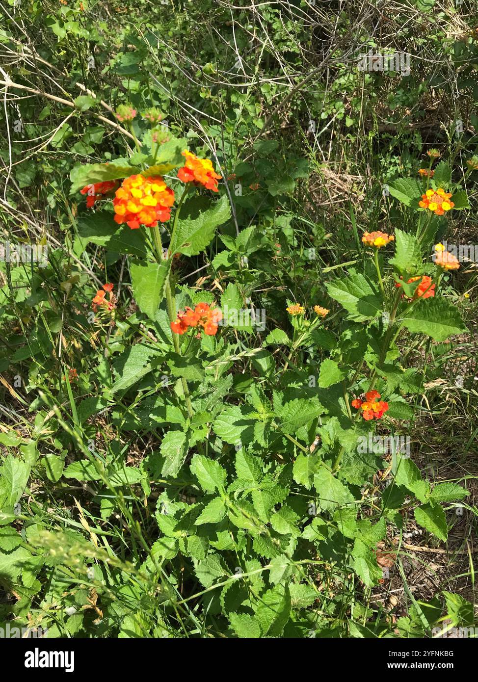 Texas lantana (Lantana urticoides Stock Photo - Alamy