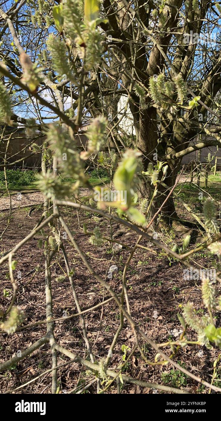 goat willow (Salix caprea Stock Photo - Alamy