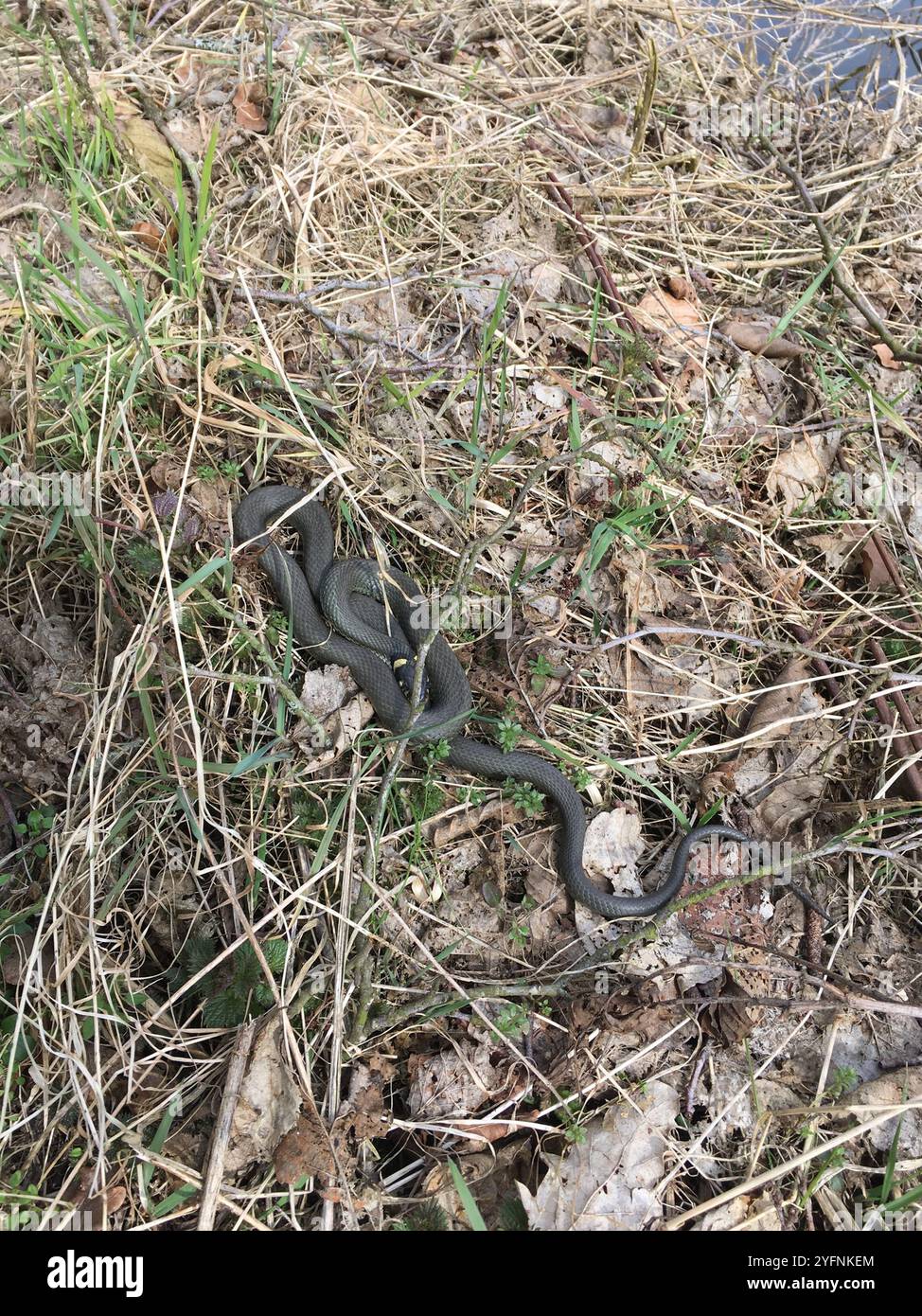 grass snake (Natrix natrix Stock Photo - Alamy