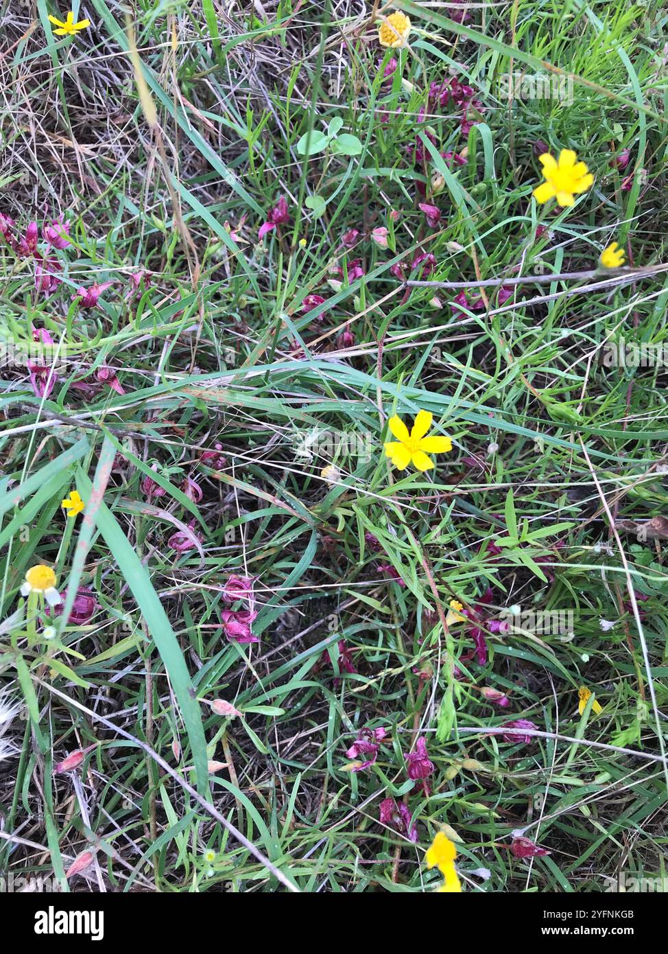 Trailing Rhatany (Krameria lanceolata Stock Photo - Alamy