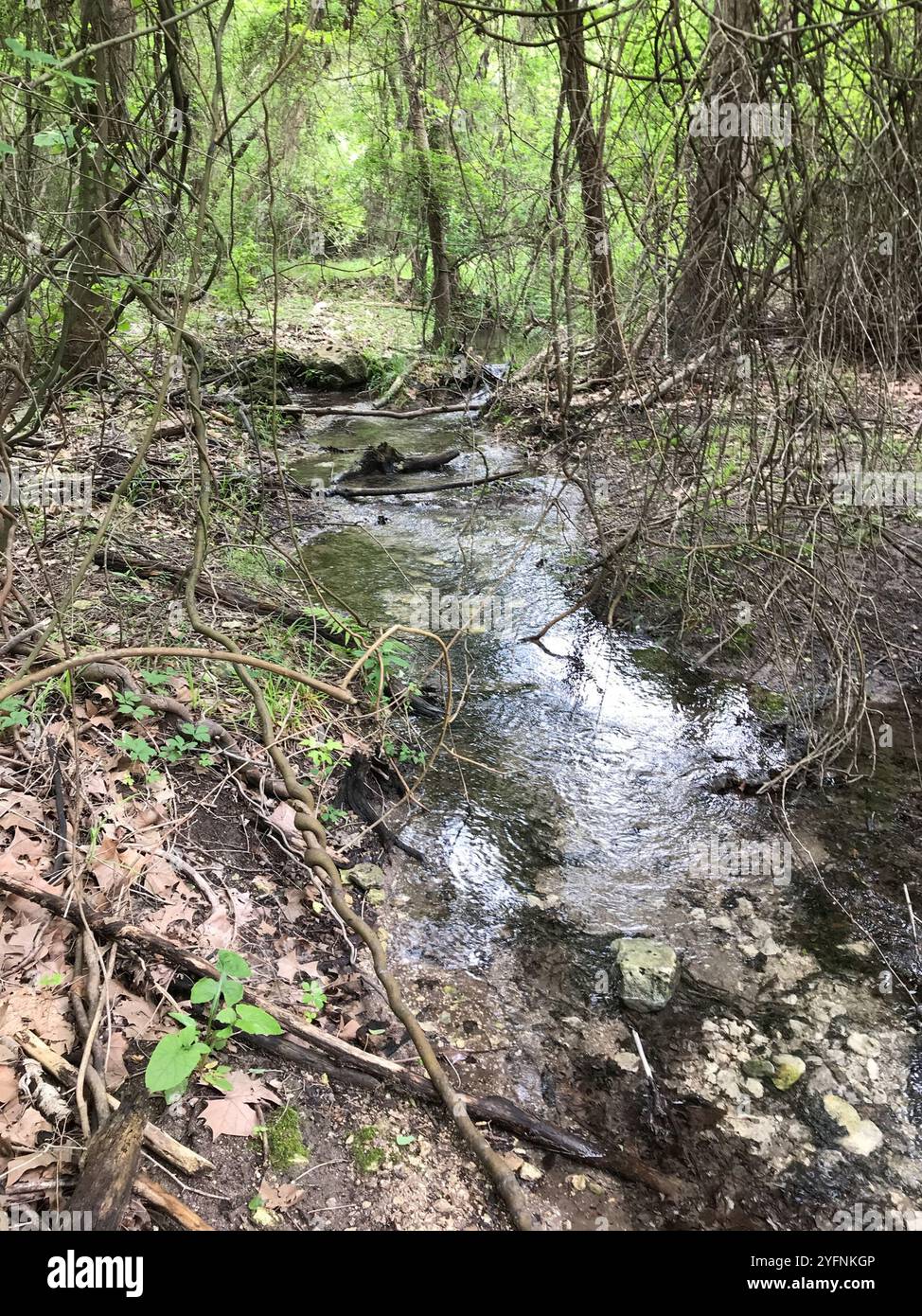 Lindheimer shield fern (Pelazoneuron ovatum lindheimeri Stock Photo - Alamy