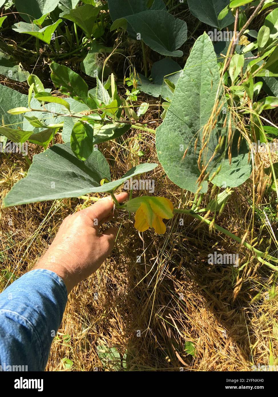 Buffalo Gourd (Cucurbita foetidissima Stock Photo - Alamy
