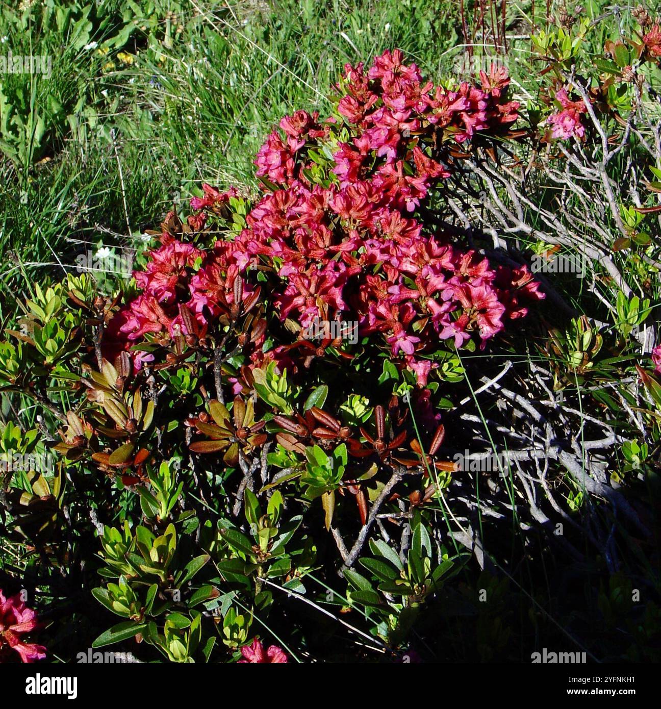Rusty-leaved Alpenrose (Rhododendron ferrugineum Stock Photo - Alamy