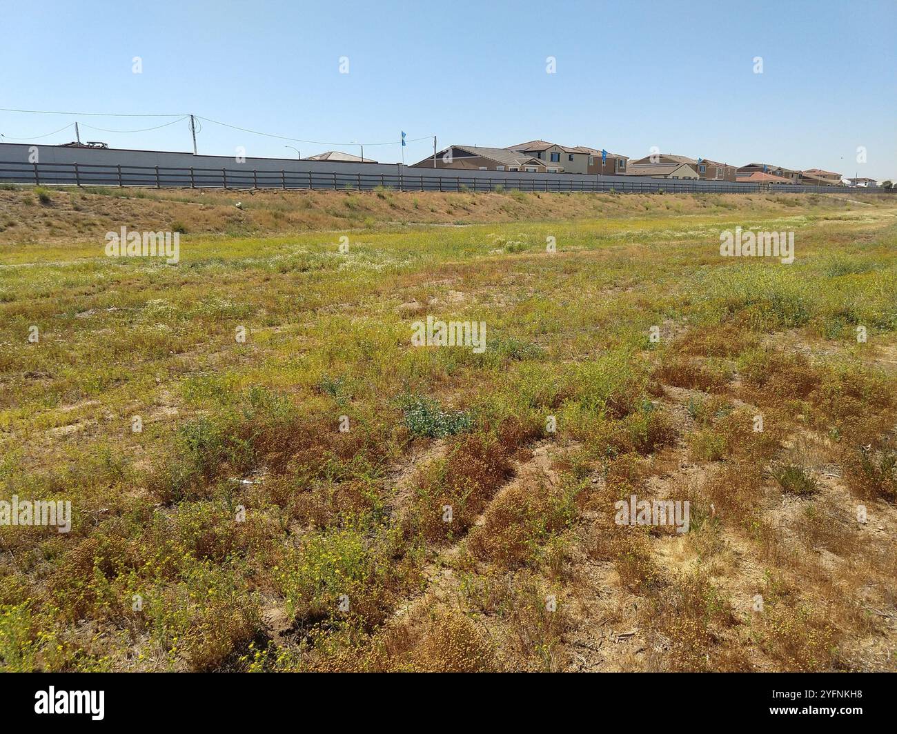 smooth tarplant (Centromadia pungens laevis Stock Photo - Alamy