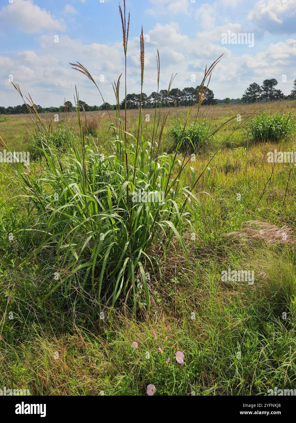 eastern gamagrass (Tripsacum dactyloides Stock Photo - Alamy