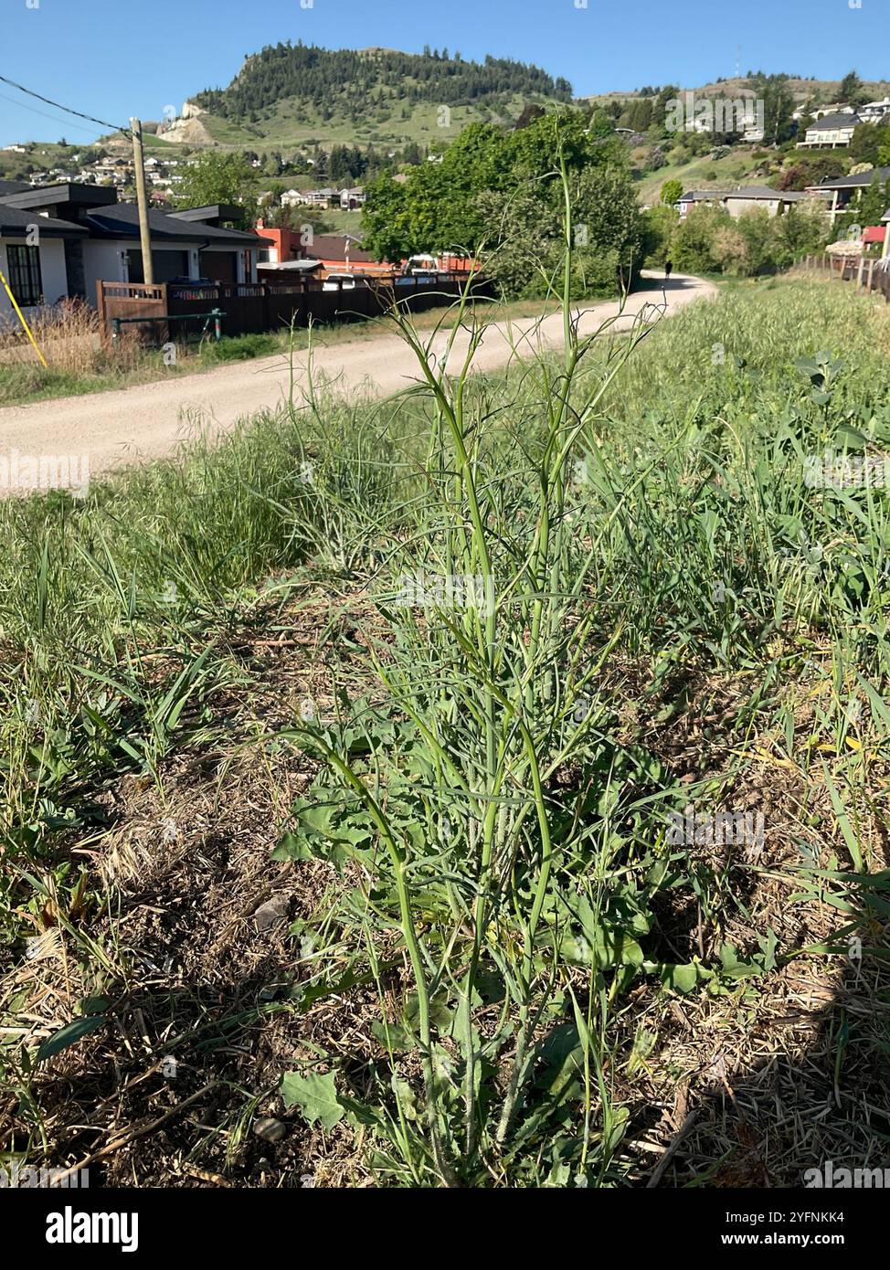 Rush Skeletonweed (Chondrilla juncea Stock Photo - Alamy