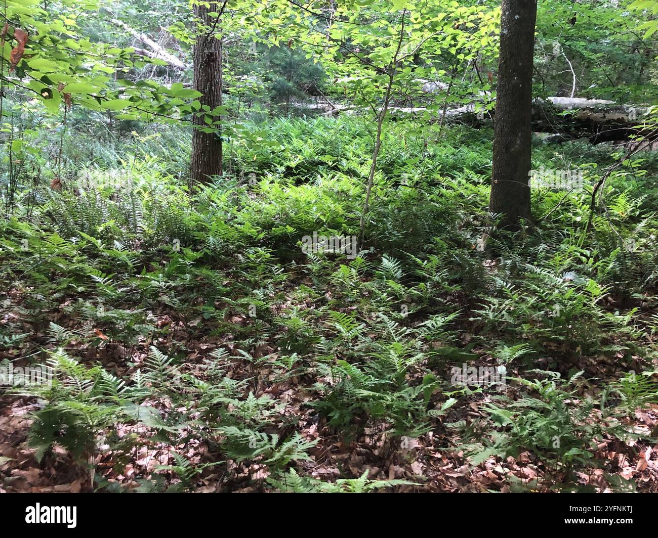 broad beech fern (Phegopteris hexagonoptera Stock Photo - Alamy