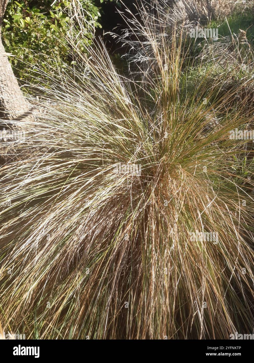 Poa cita hi-res stock photography and images - Alamy
