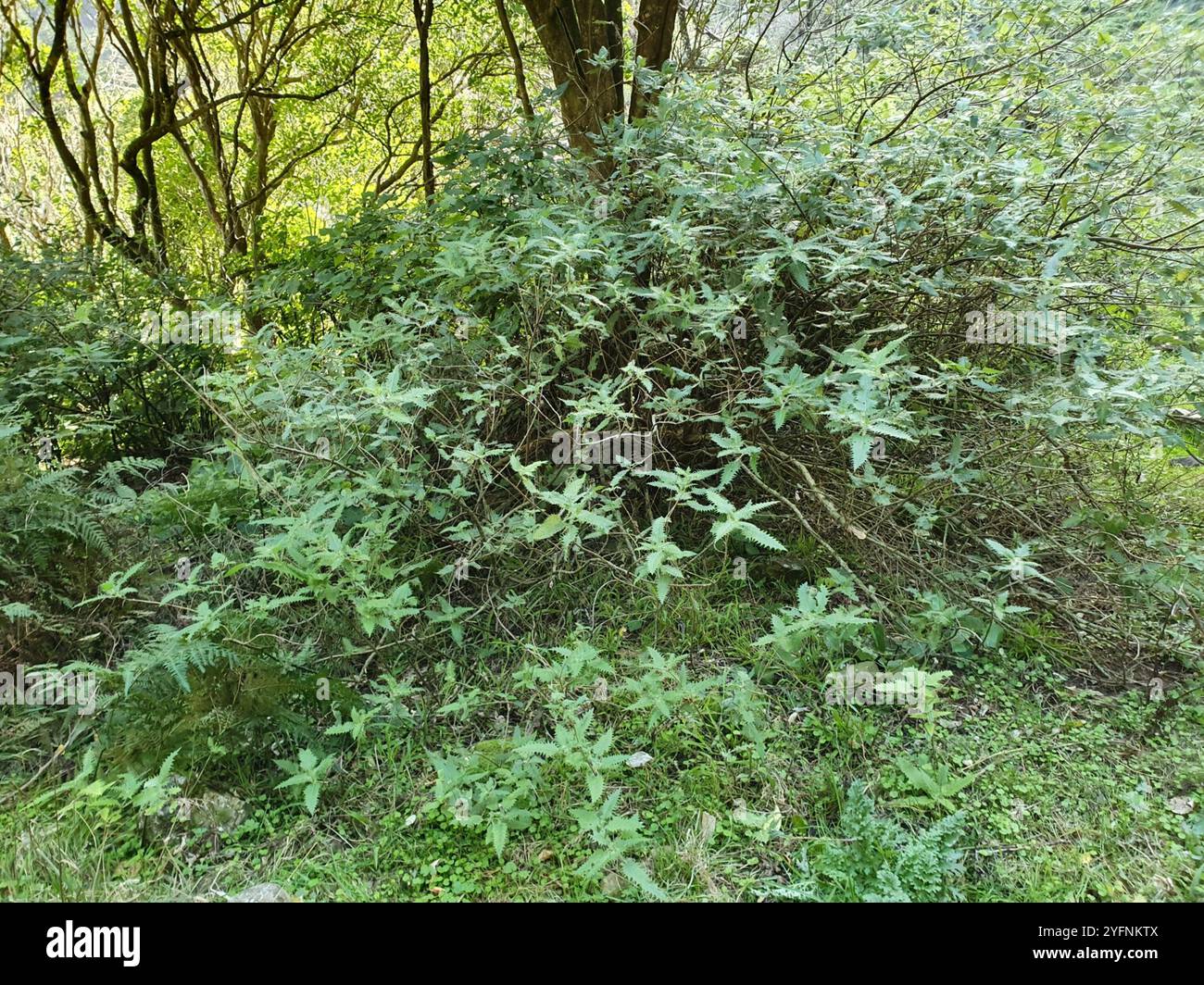 Tree Nettle (Urtica ferox Stock Photo - Alamy