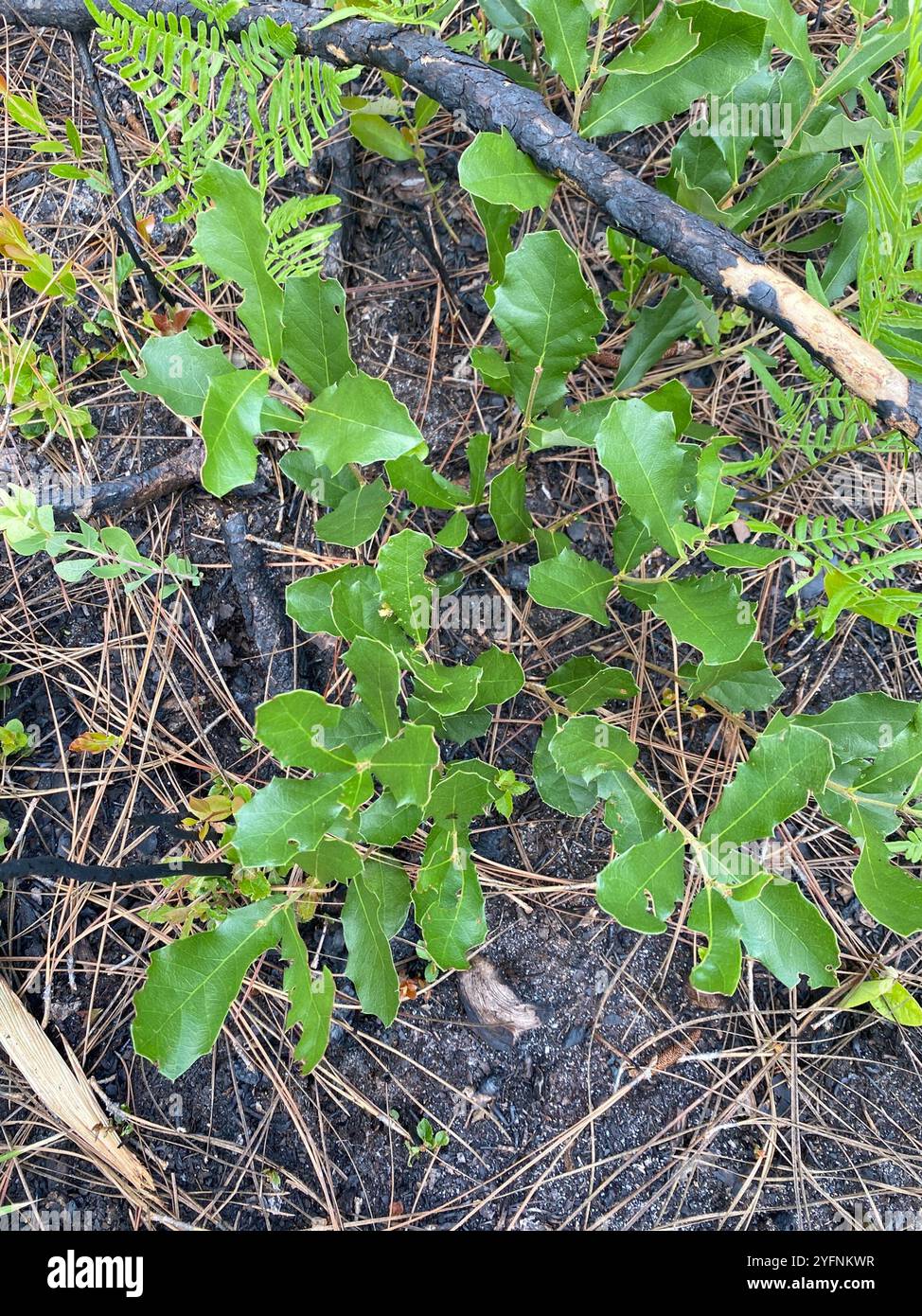 dwarf live oak (Quercus minima Stock Photo - Alamy