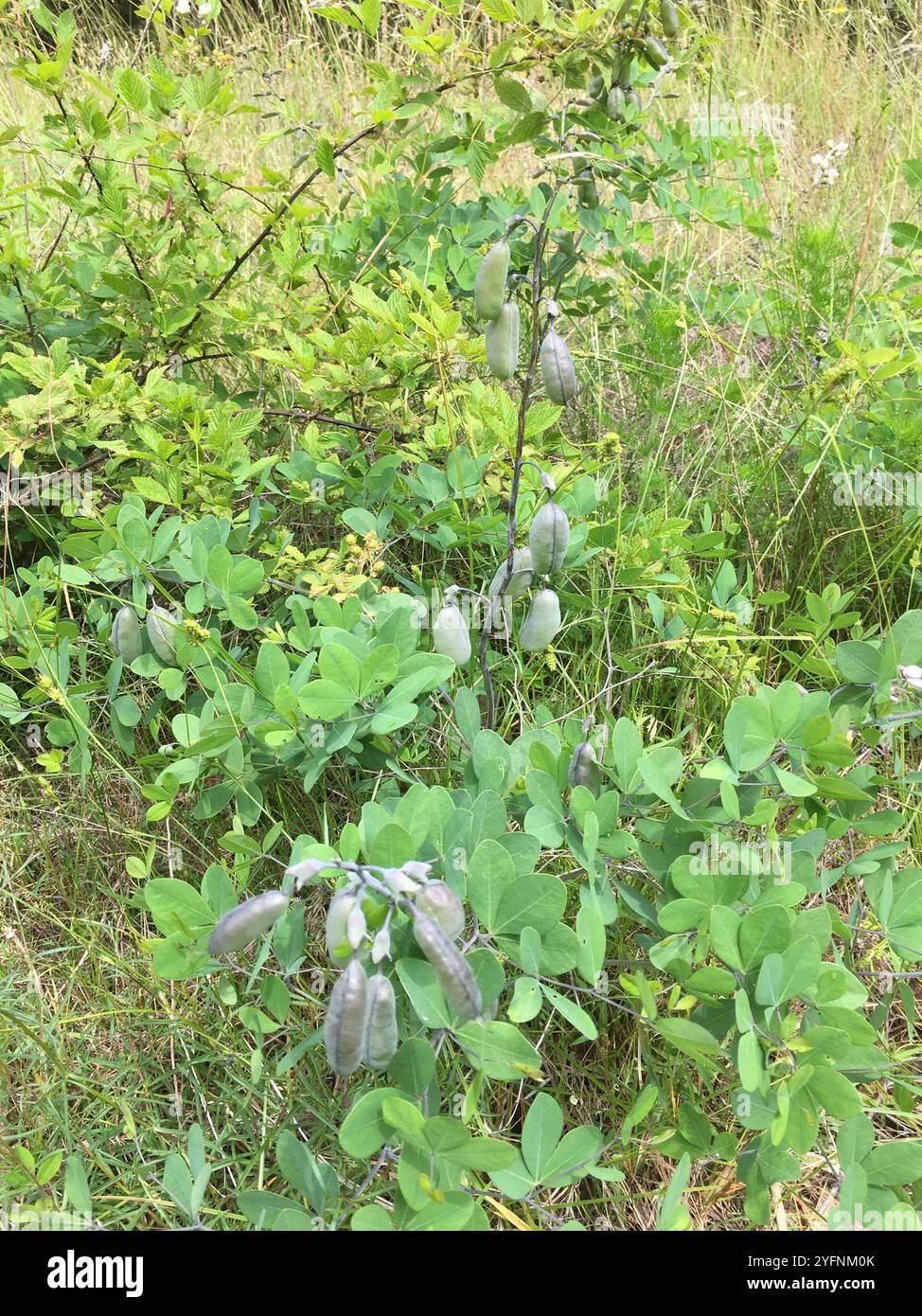 white wild indigo (Baptisia alba Stock Photo - Alamy