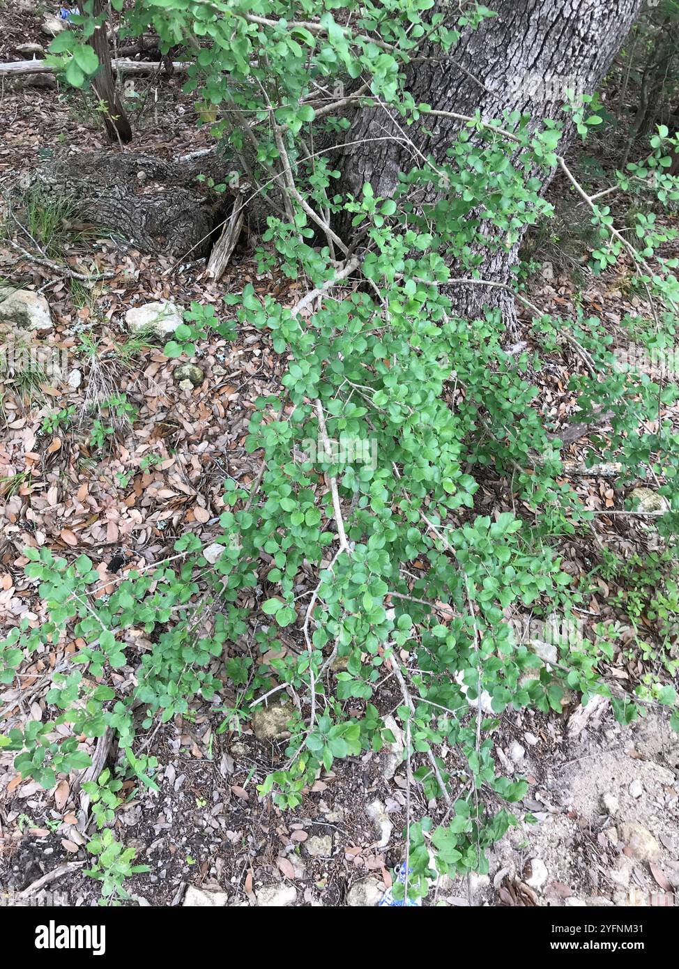 Stretchberry (Forestiera pubescens Stock Photo - Alamy