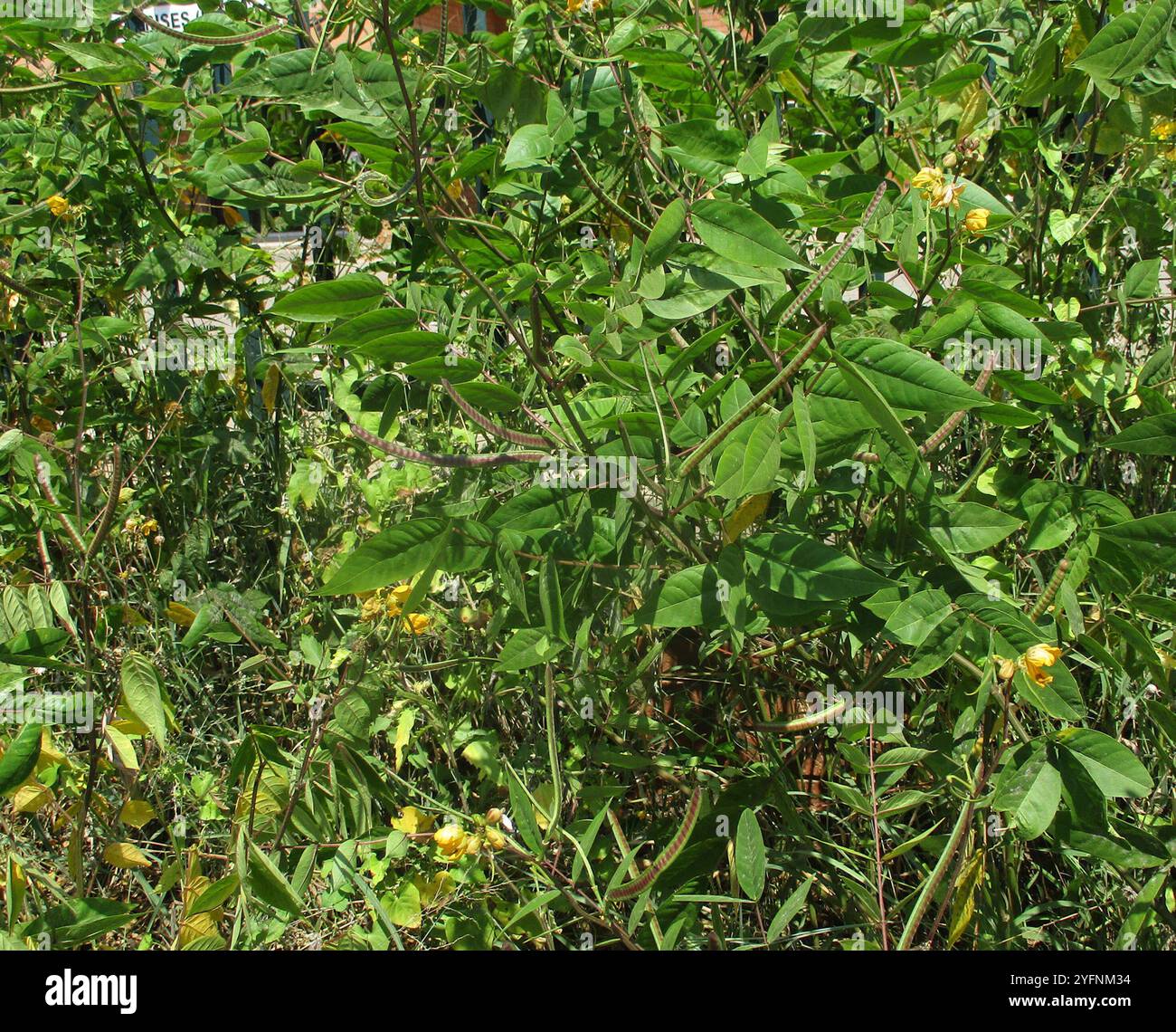 Coffee Senna (Senna occidentalis Stock Photo - Alamy