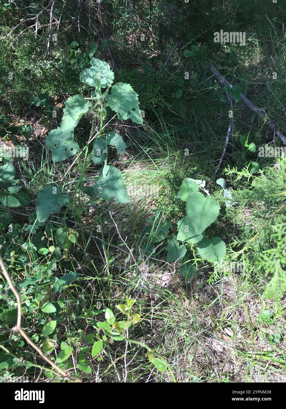 sweet Indian Mallow (Abutilon fruticosum Stock Photo - Alamy