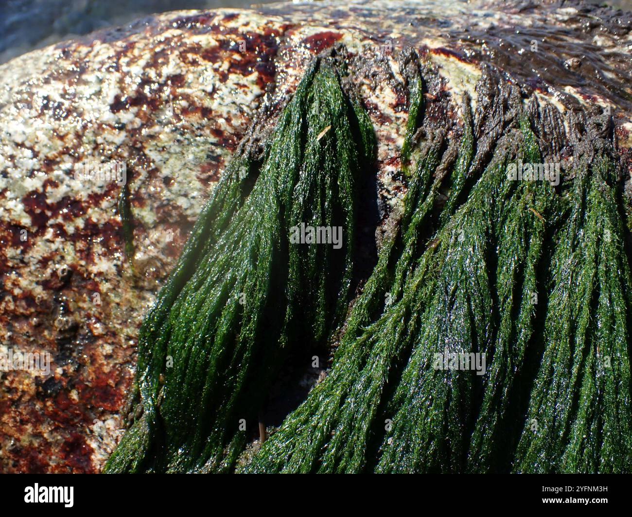 green rope (Acrosiphonia coalita Stock Photo - Alamy