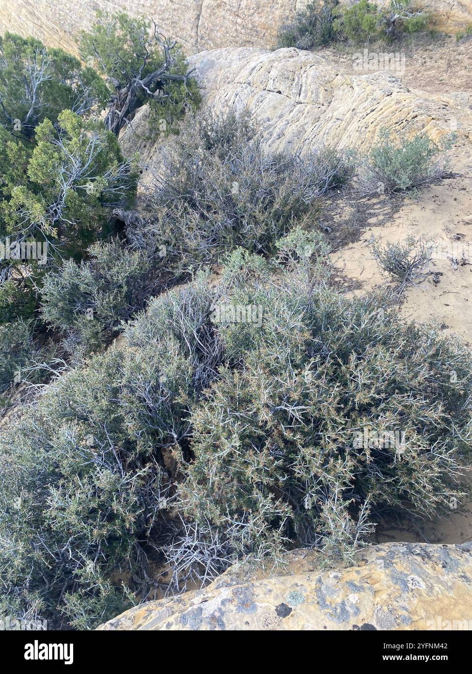 Sarcobatus hi-res stock photography and images - Alamy