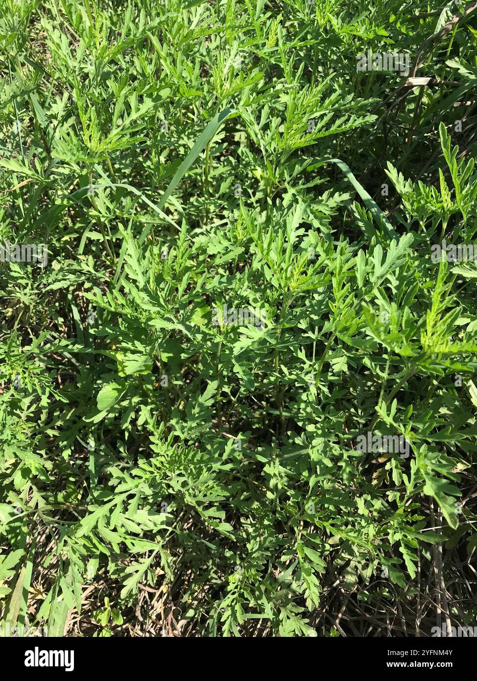 western ragweed (Ambrosia psilostachya Stock Photo - Alamy