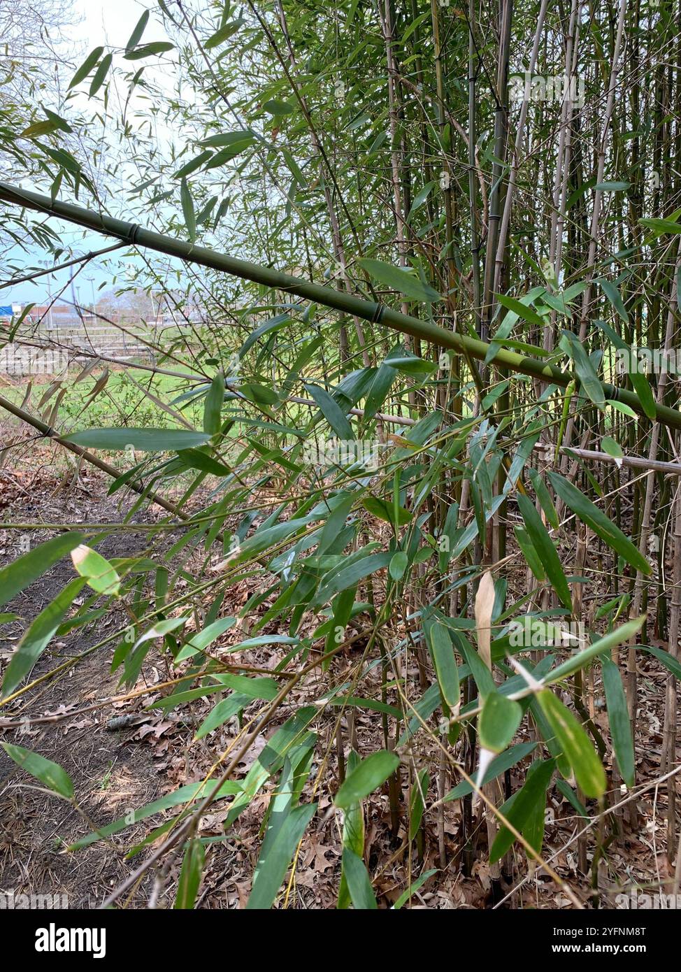 fishpole bamboo (Phyllostachys aurea Stock Photo - Alamy