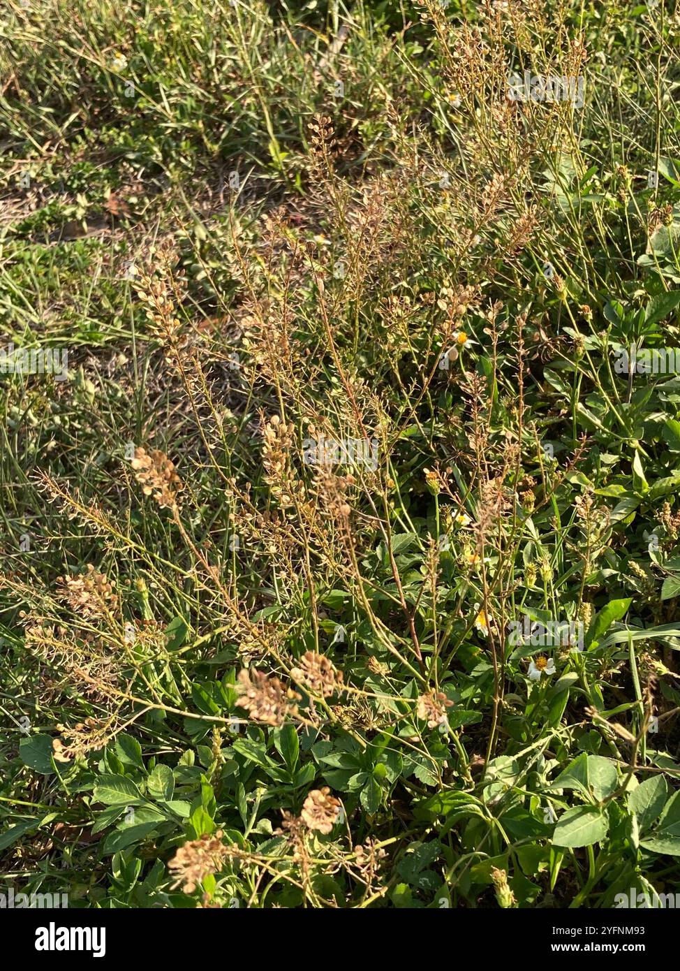 Virginia pepperweed (Lepidium virginicum Stock Photo - Alamy