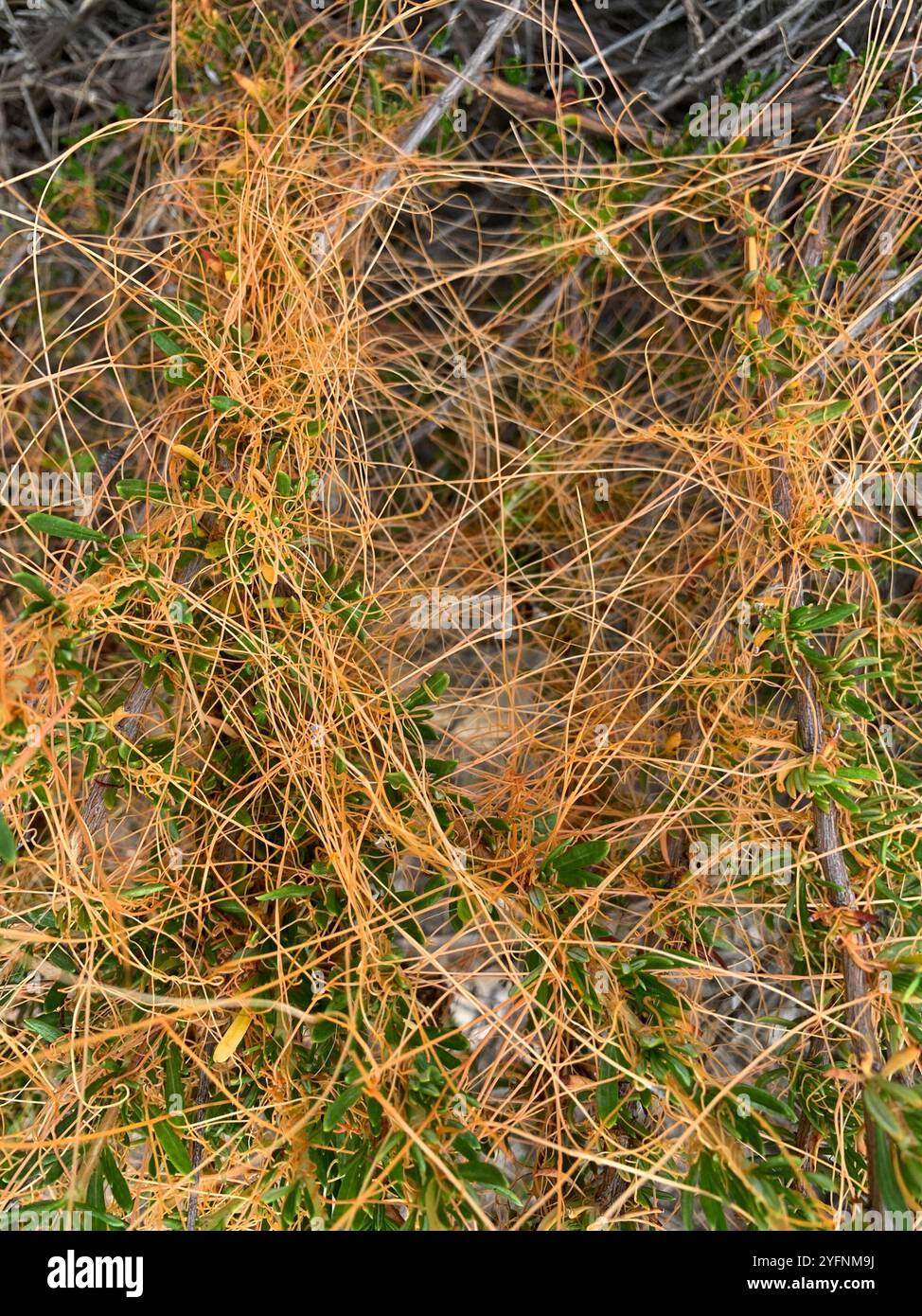 California dodder hi-res stock photography and images - Alamy