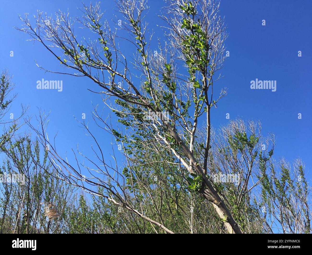 groundsel tree (Baccharis halimifolia Stock Photo - Alamy