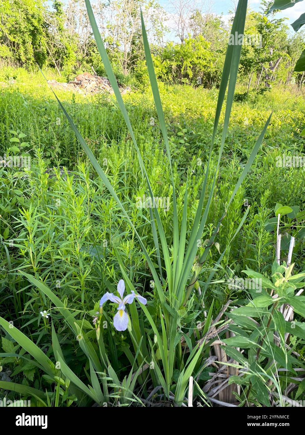 southern blue flag (Iris virginica Stock Photo - Alamy