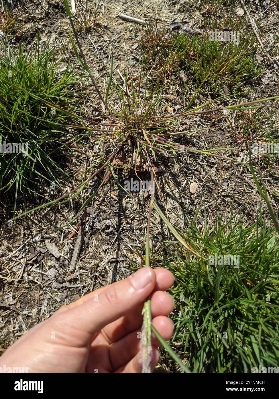 Bluejoint calamagrostis canadensis hi-res stock photography and images ...