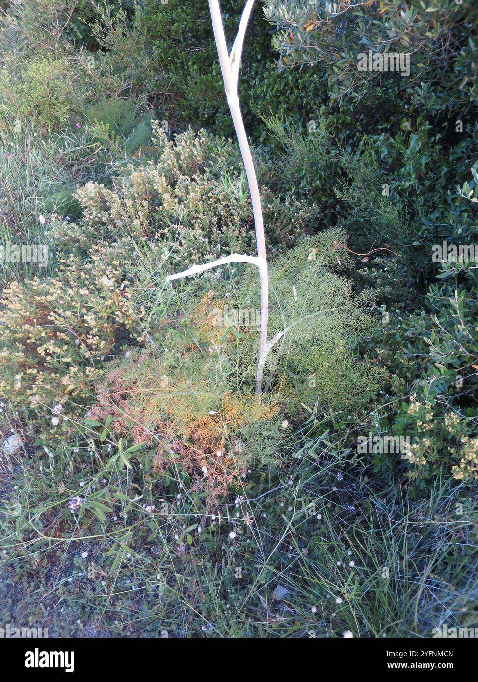 Giant Fennel (Ferula communis Stock Photo - Alamy