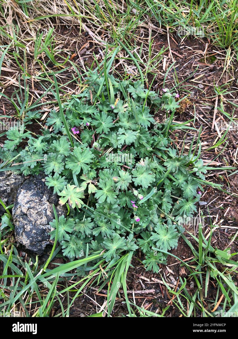Dove's-foot crane's-bill (Geranium molle Stock Photo - Alamy