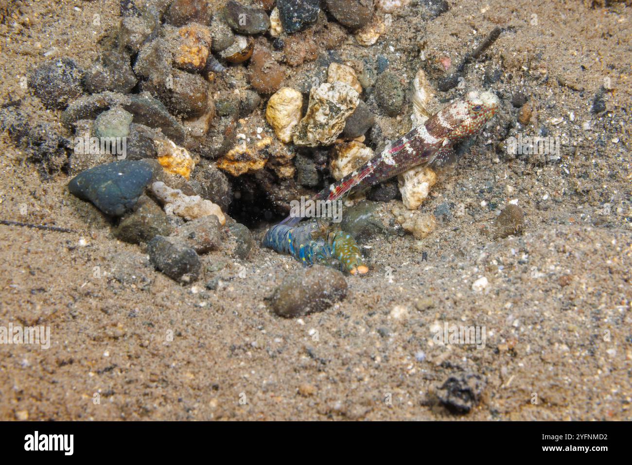 Blue speckled shrimp goby, Cryptocentrus caeruleomaculatus, living in a ...