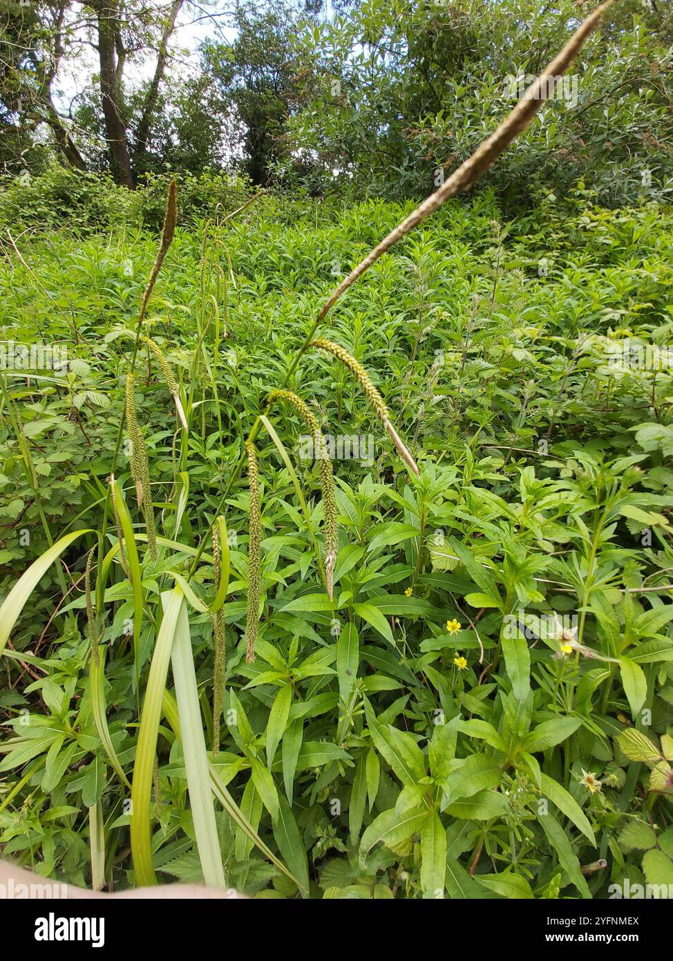 Hanging sedge (Carex pendula Stock Photo - Alamy