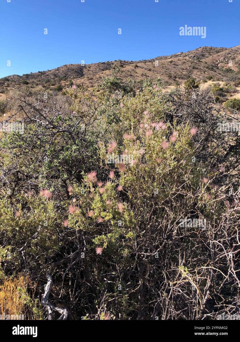 Apache plume (Fallugia paradoxa Stock Photo - Alamy