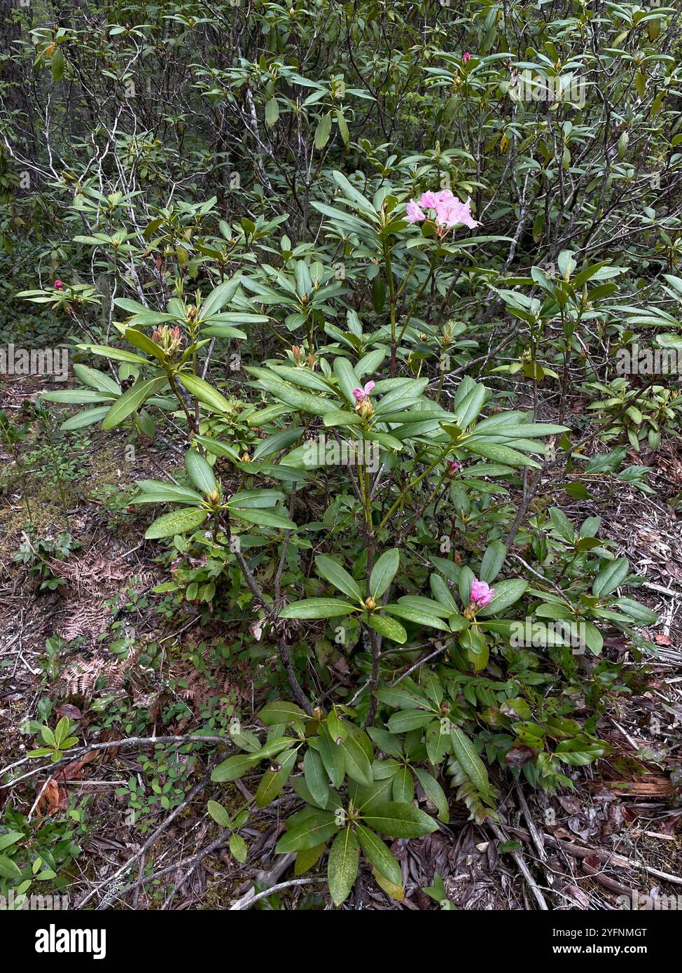Pacific rhododendron (Rhododendron macrophyllum Stock Photo - Alamy