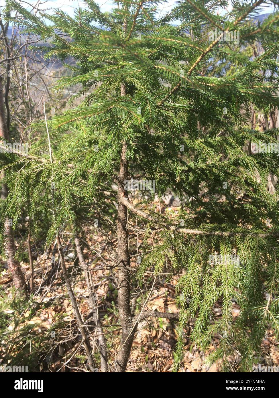 red spruce (Picea rubens Stock Photo - Alamy